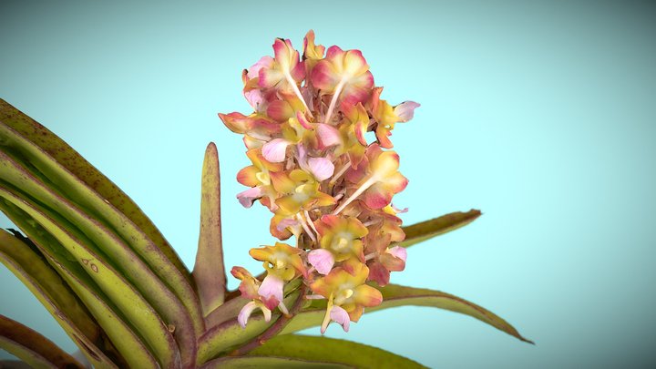 Vandal 3D models - Sketchfab