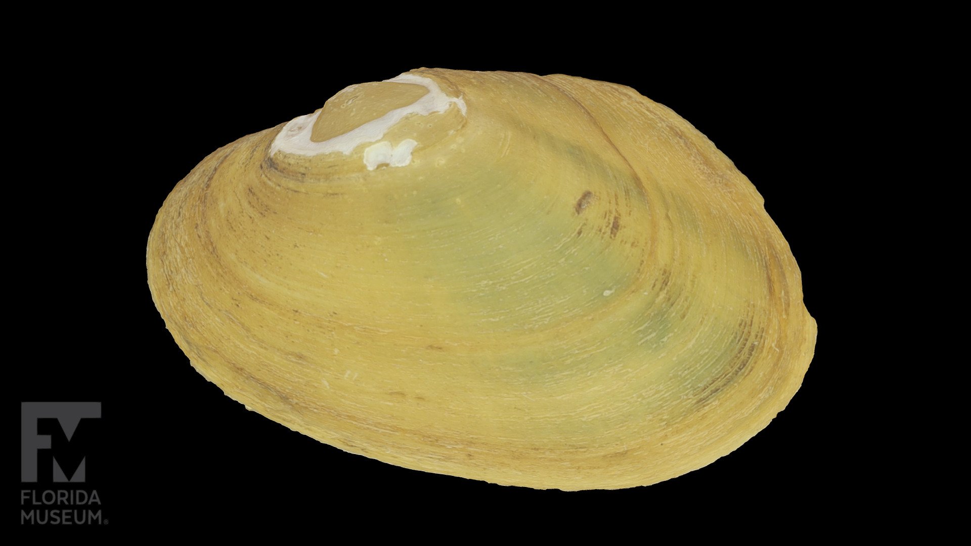 Southern purple lilliput - Freshwater Mussel - 3D model by ...