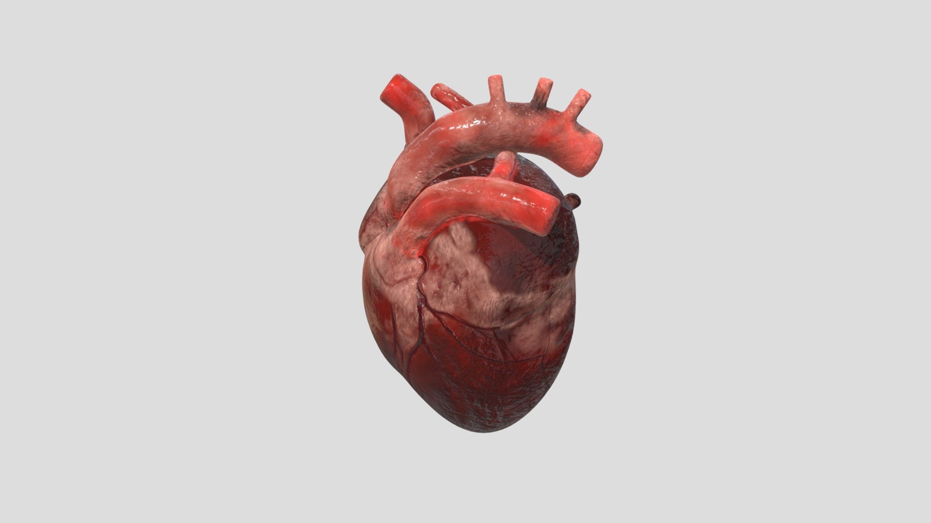 Heart - 3D model by kaeldon [5dde46f] - Sketchfab
