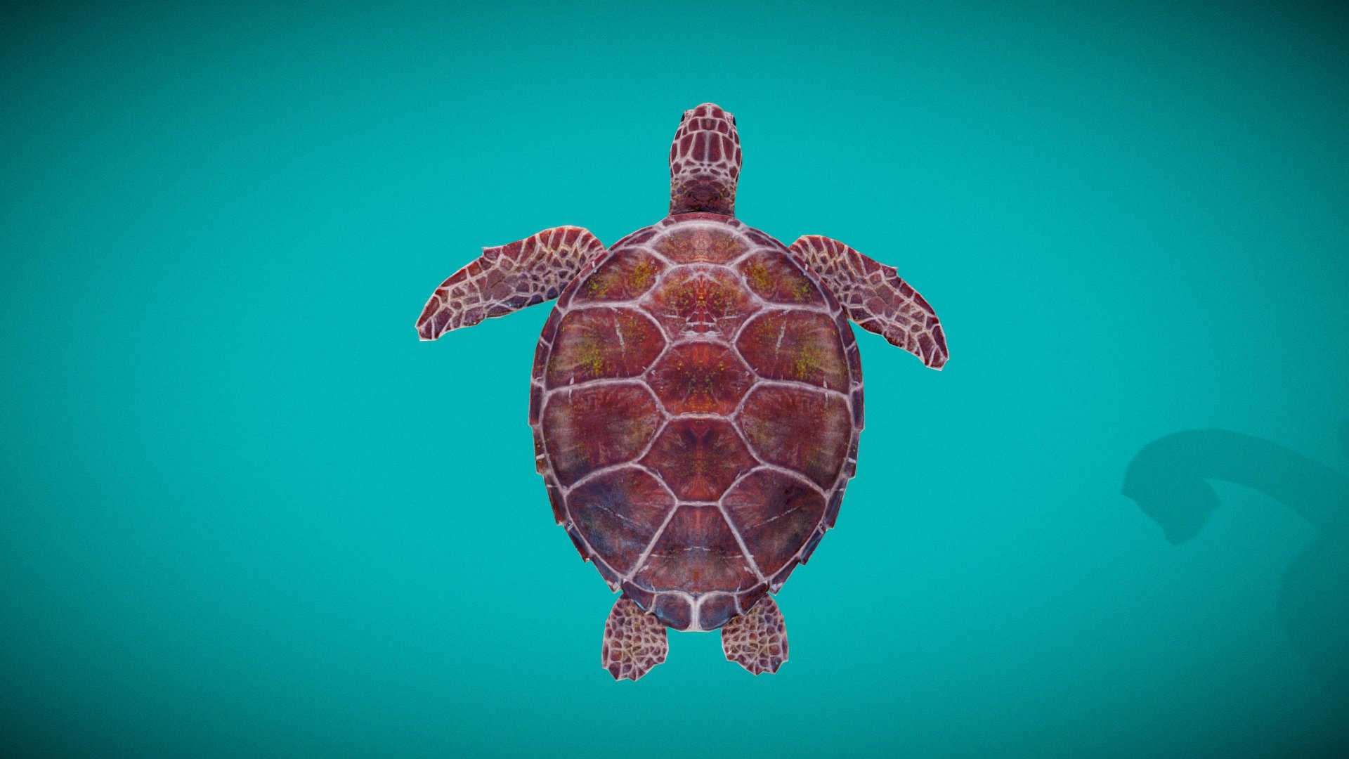 Chelonia_mydas - 3D model by DORAGM [5de734e] - Sketchfab