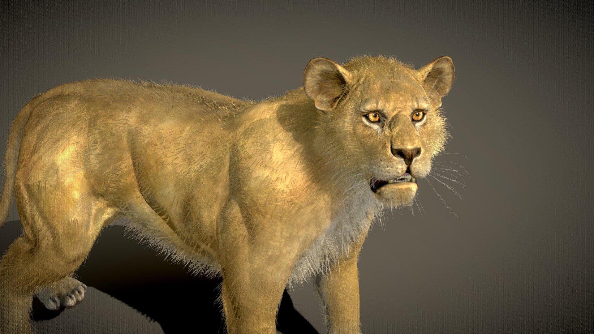 Lion ♀ - Buy Royalty Free 3D model by Nestaeric [5df8867] - Sketchfab Store