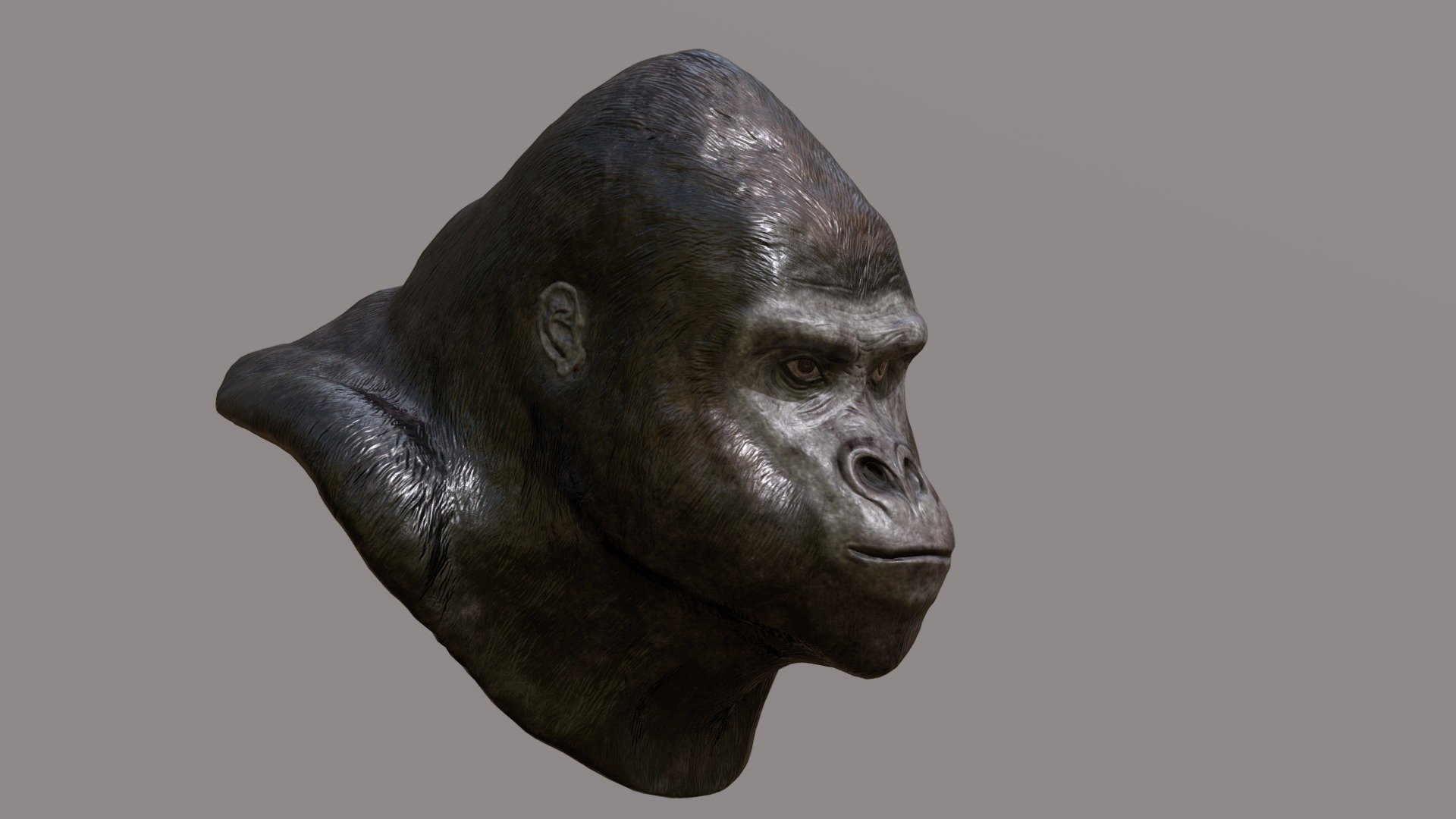 Imara the Western Lowland Silverback Gorilla - 3D model by nicnac3587 ...
