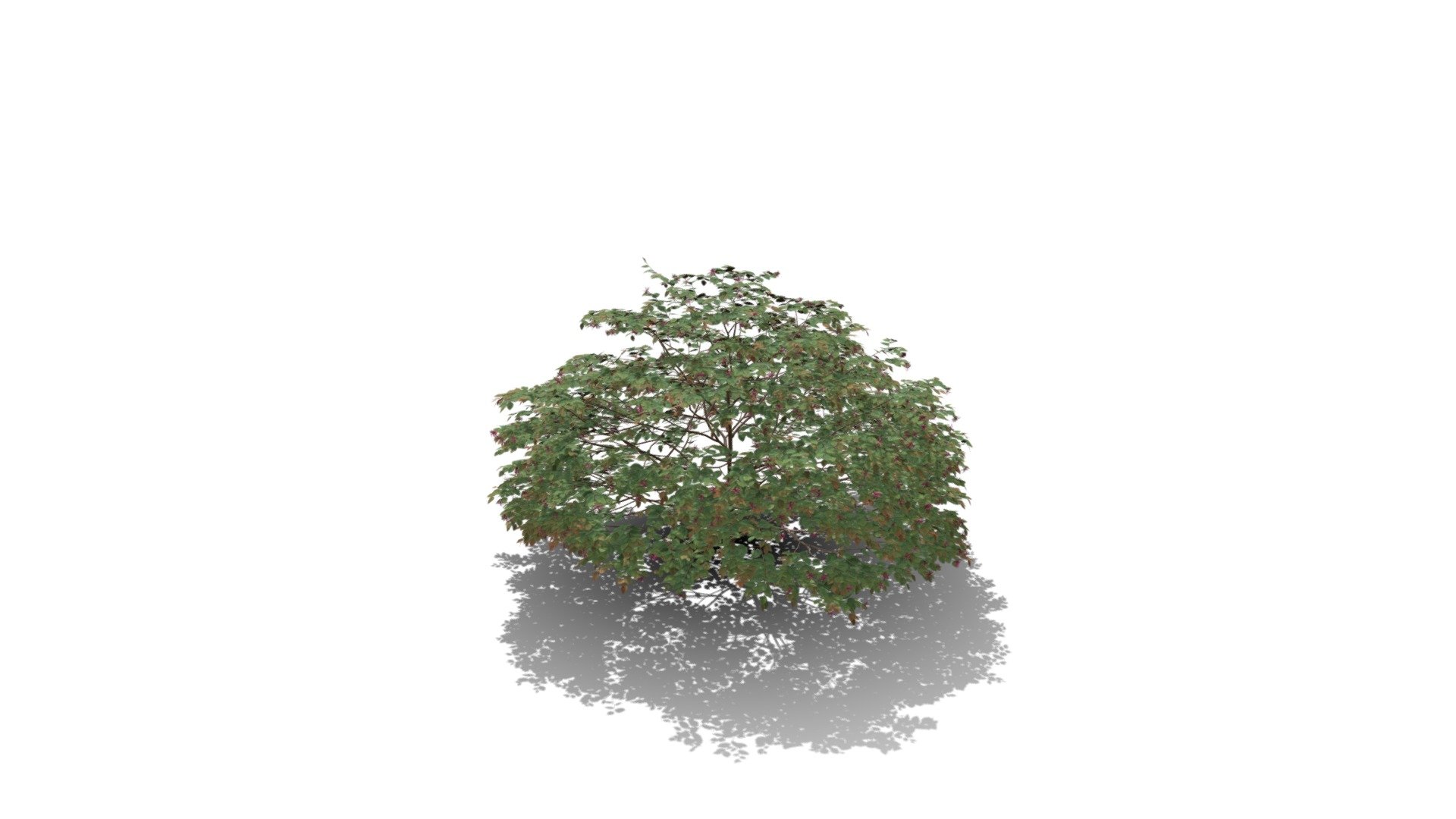 Realistic HD Chinese fringe flower (4/10) - Download Free 3D model by ...