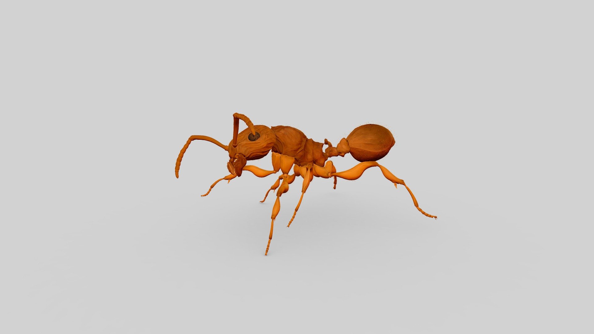 Ant - 3D model by Jay_Peace [5e0fd8c] - Sketchfab