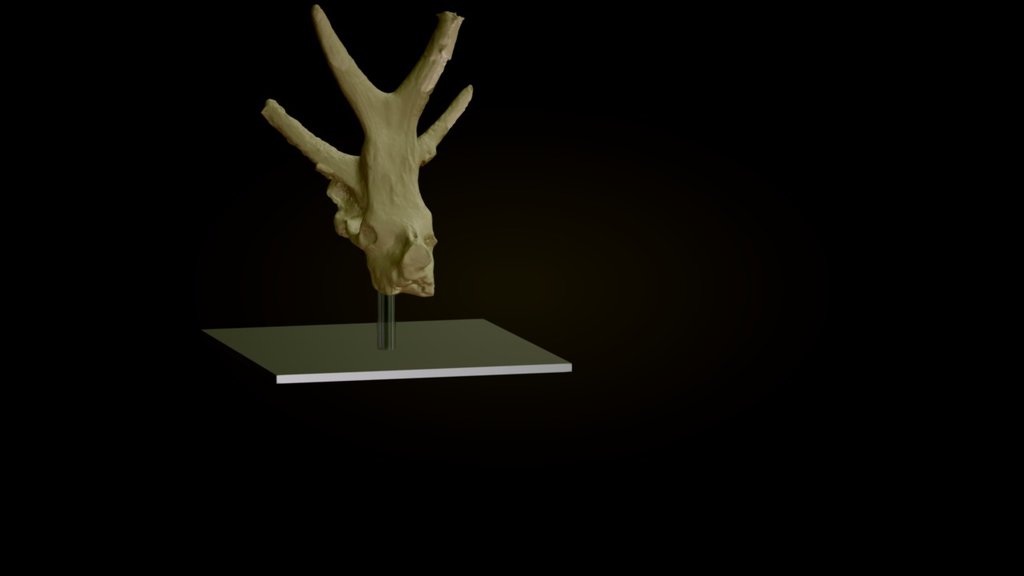 Bramatherium - 3D model by thebadlizard [5e1080e] - Sketchfab