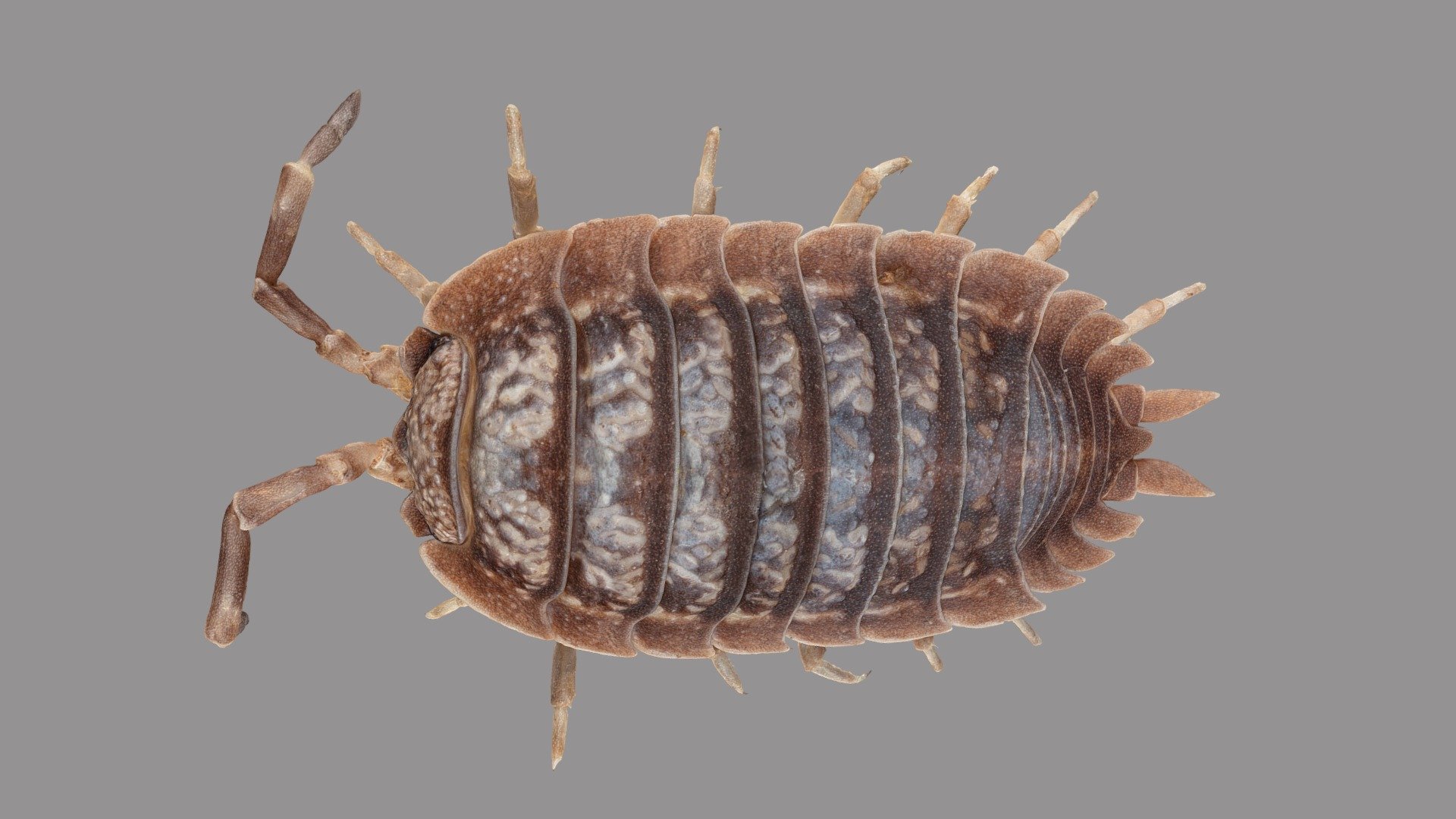 Porcelio dilatatus - 3D model by VirNat [5e13d93] - Sketchfab