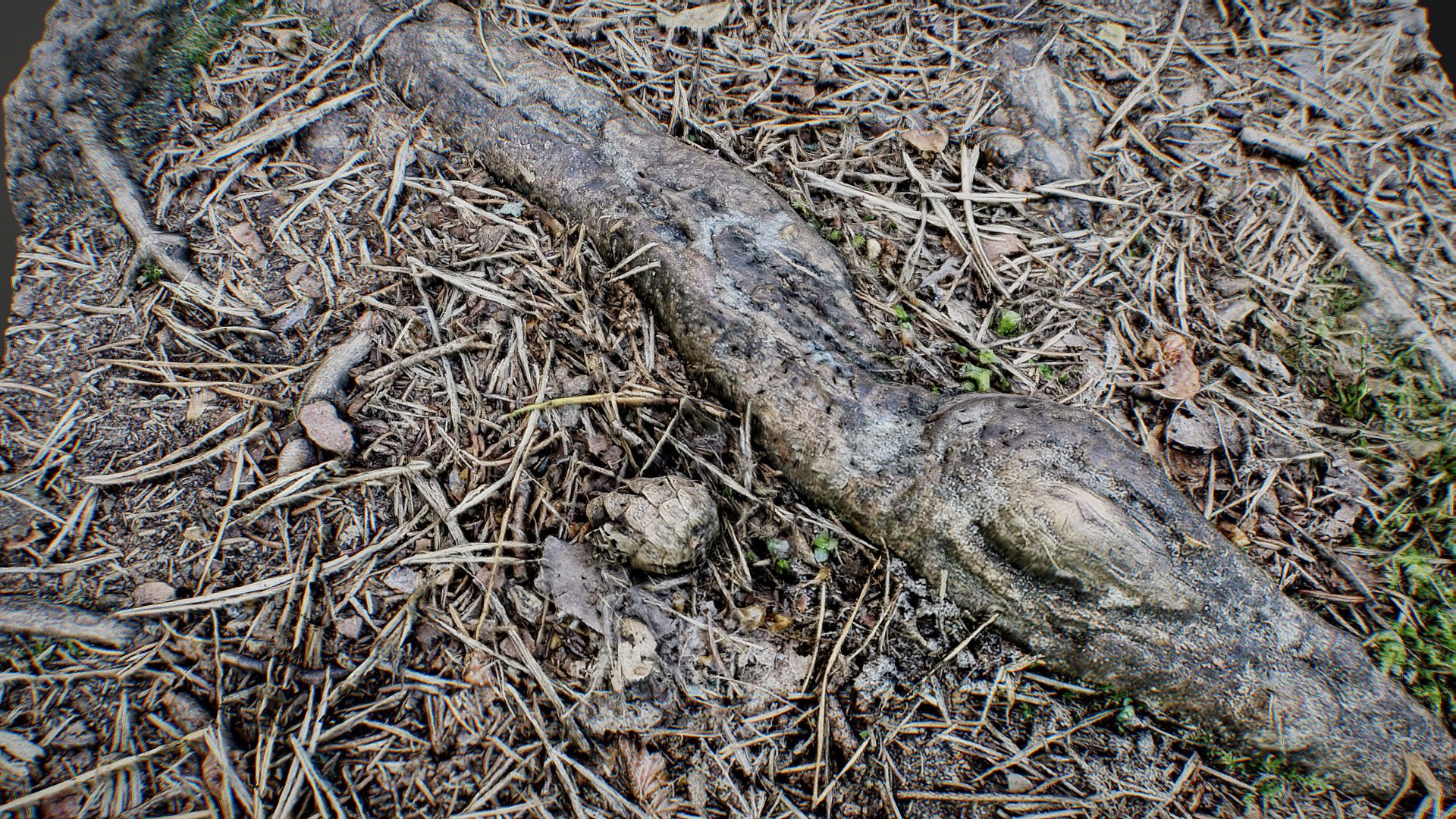 Forest Floor Scan - Download Free 3D model by romullus [5e15265 ...