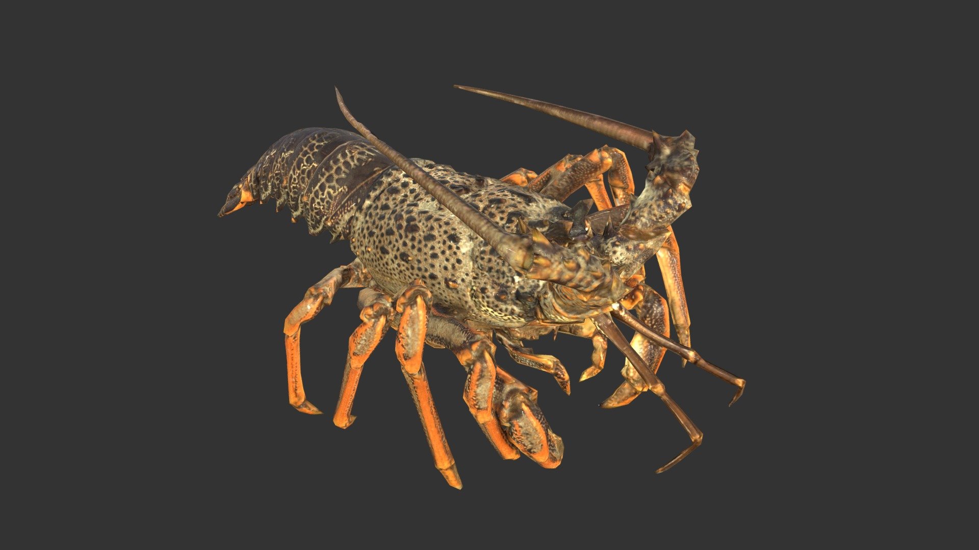 Crayfish - Artec Spider - 3D model by Z3D (@z3d.nz) [5e18245] - Sketchfab