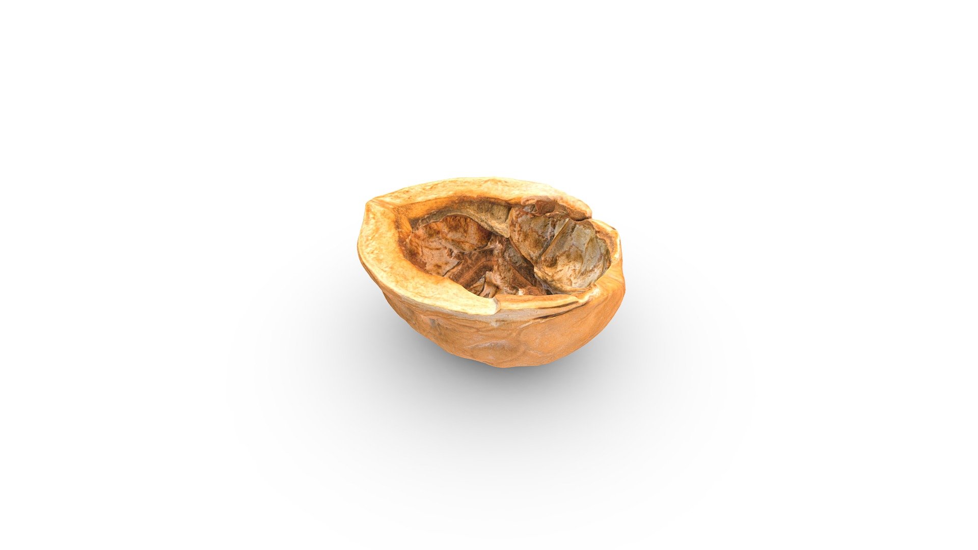 Nut Shell - 3D model by RawCatalog.com (@rawcatalog) [5e1c48a] - Sketchfab