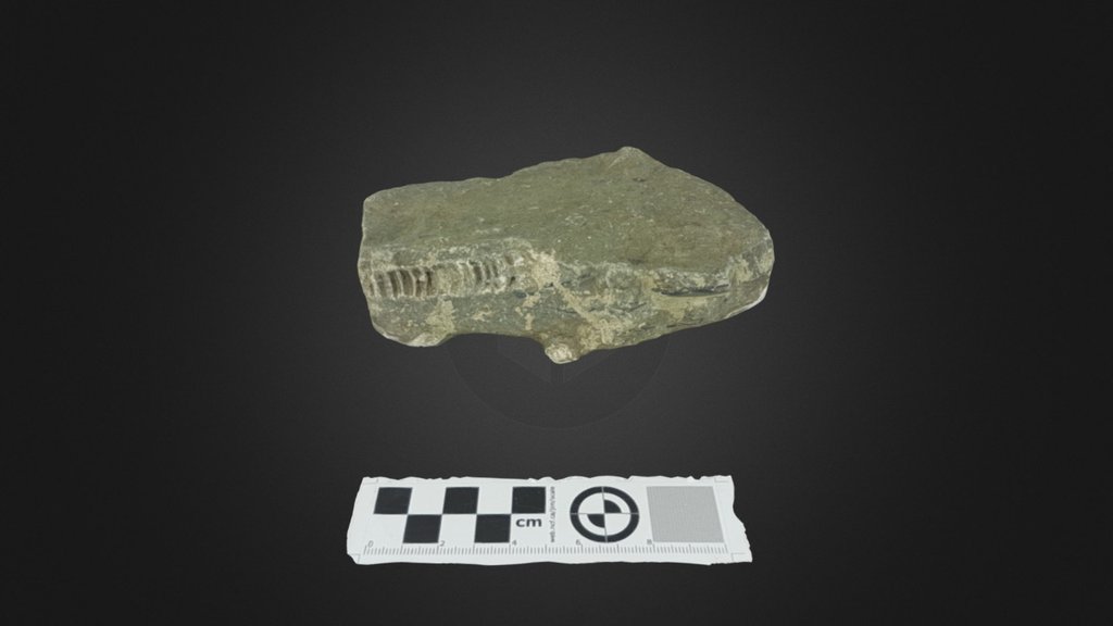 Treptoceras crebriseptum 09:02 Photogrammetry B - 3D model by svickers ...