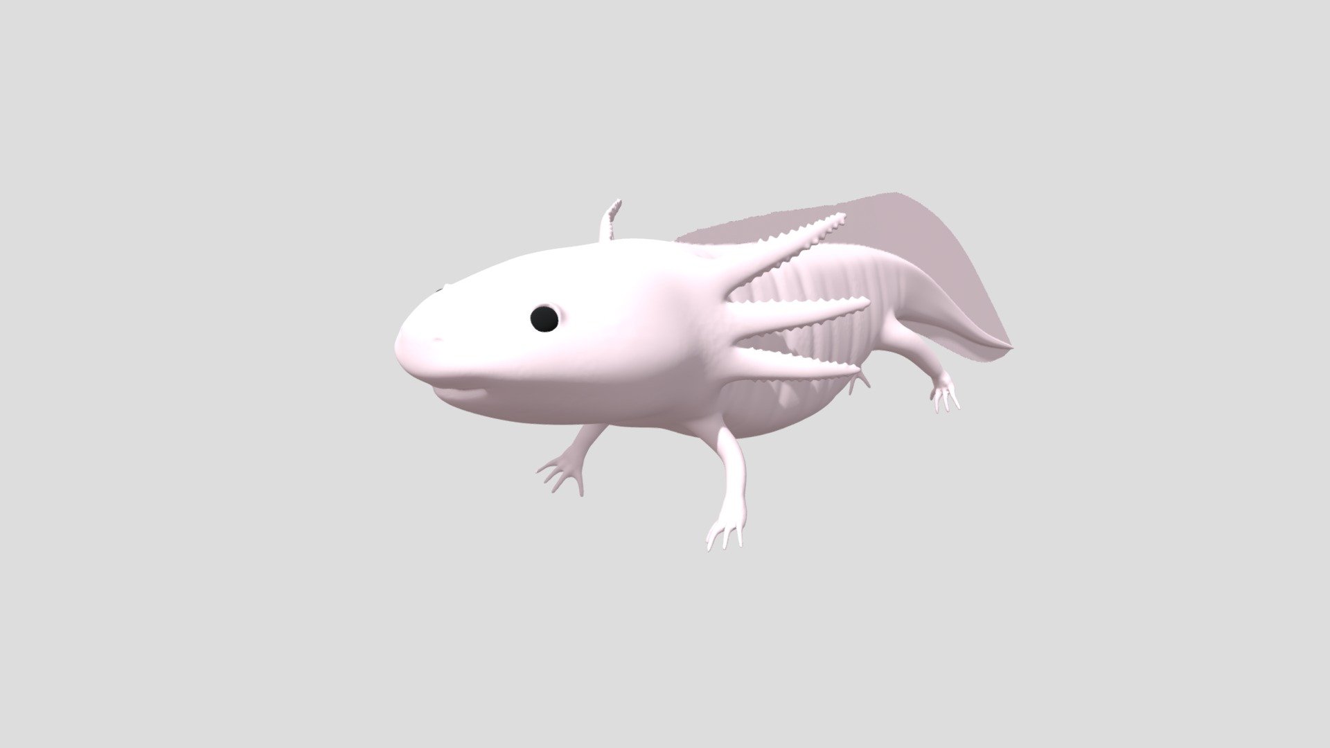 GLR Zeedier - Axolotl - 3D model by Tamara vd Haak (@Enifoh) [5e241af ...