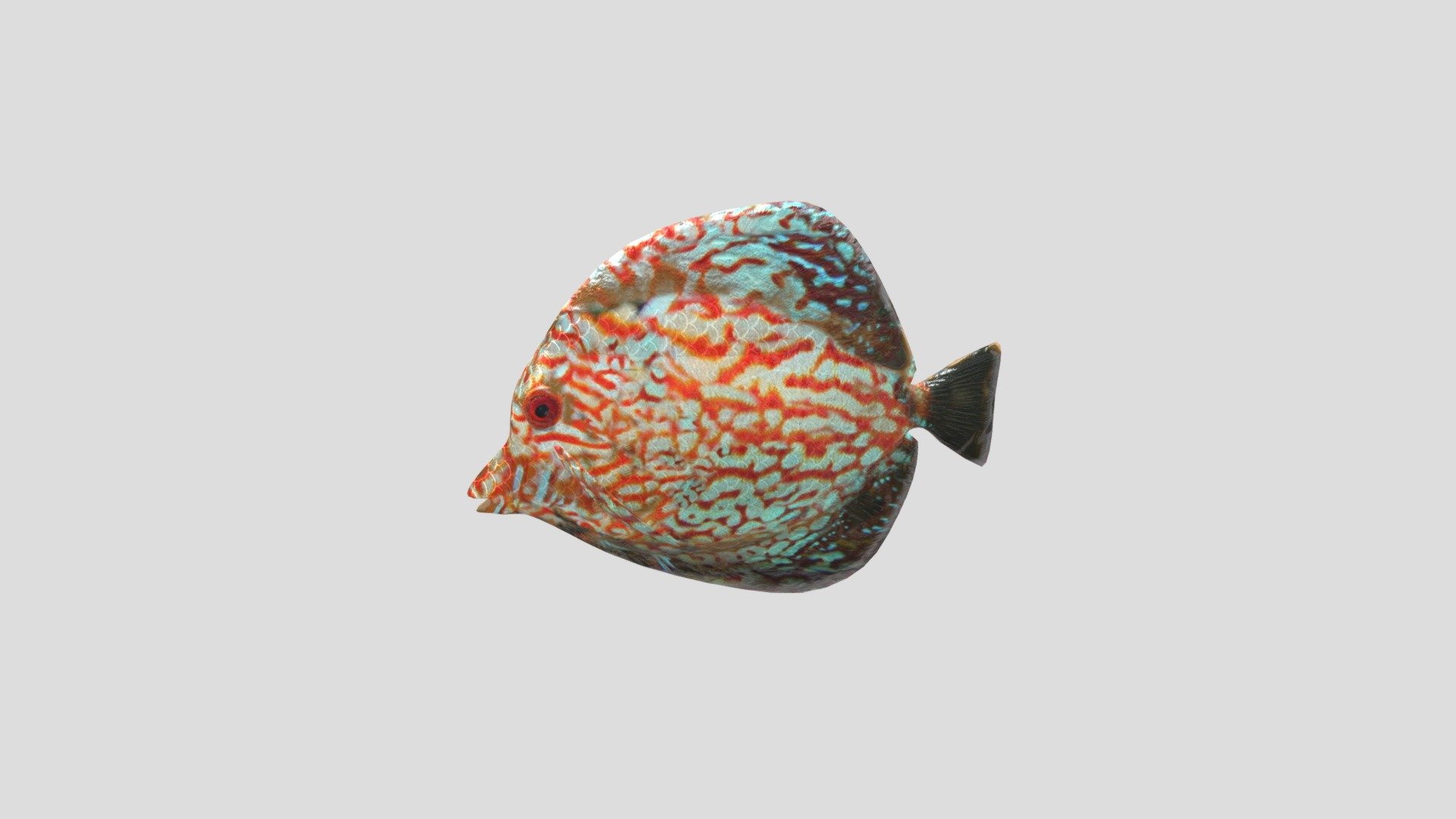fish - 3D model by king-111 [5e265ce] - Sketchfab