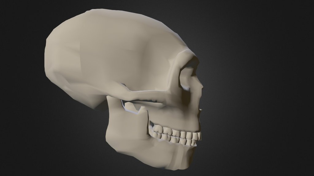 Neanderthal Skull - 3D model by ezlok [5e302d0] - Sketchfab