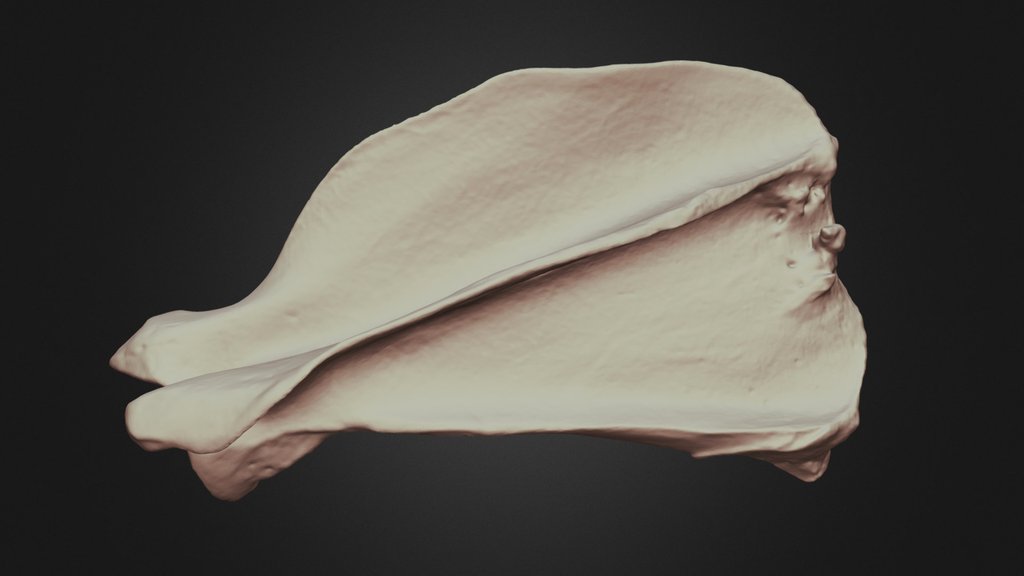 Scapula - A 3D model collection by Ptolemy (@Girugamesh17) - Sketchfab