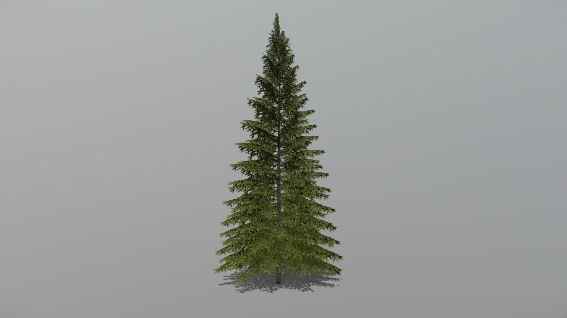 Fir 4 (Animated Tree) - Buy Royalty Free 3D model by bsp [5e3cca6 ...