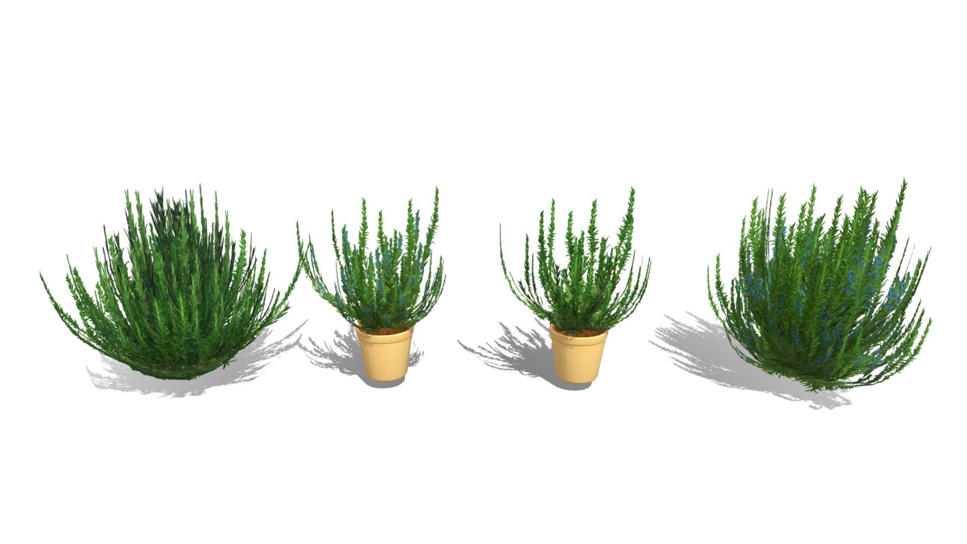 Rosemary Shrub 3D Model - Buy Royalty Free 3D model by hkhalif [5e3eb4a ...