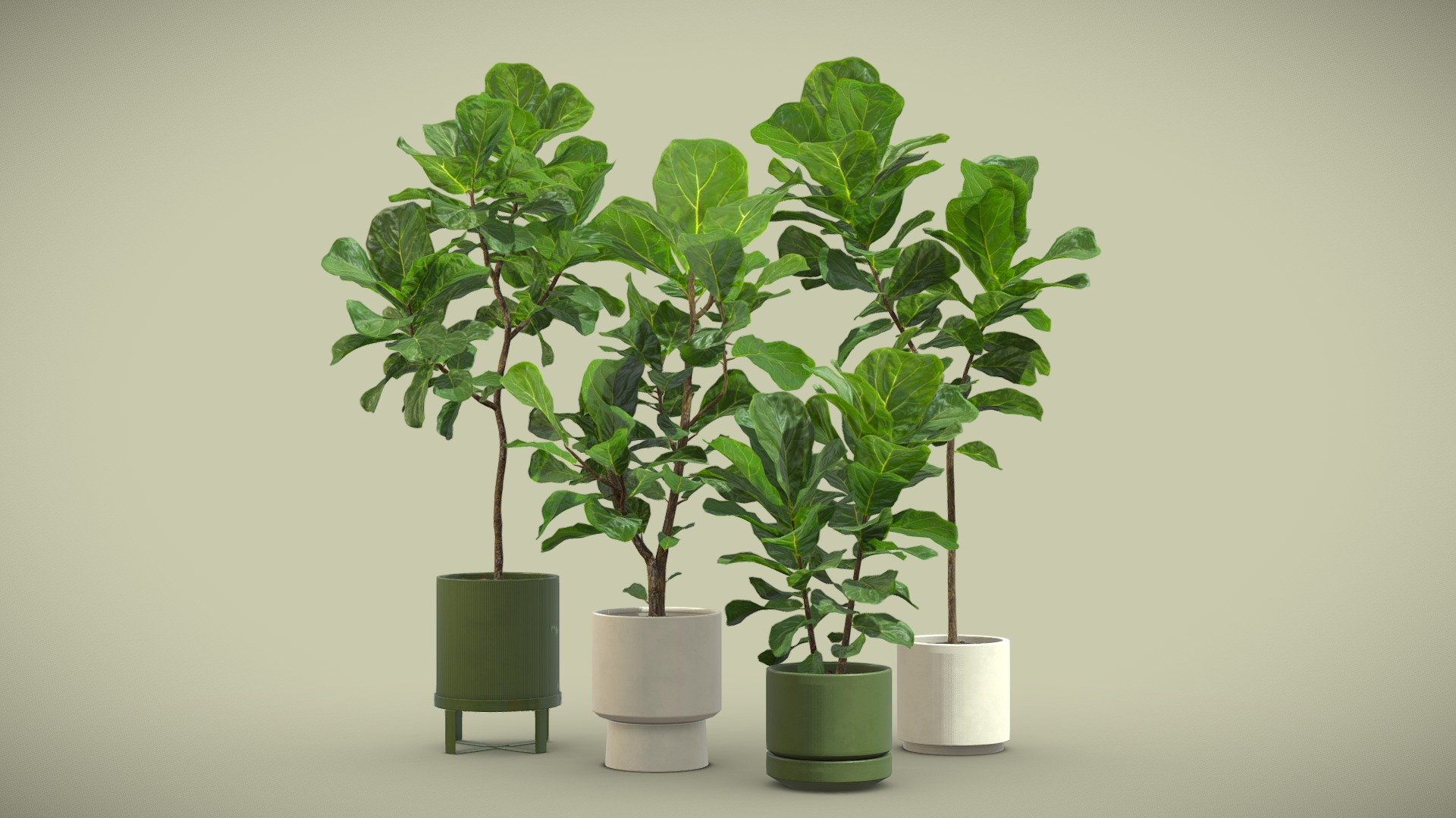 Ficus Lyrata Fiddle leaf Fig - Buy Royalty Free 3D model by AllQuad ...