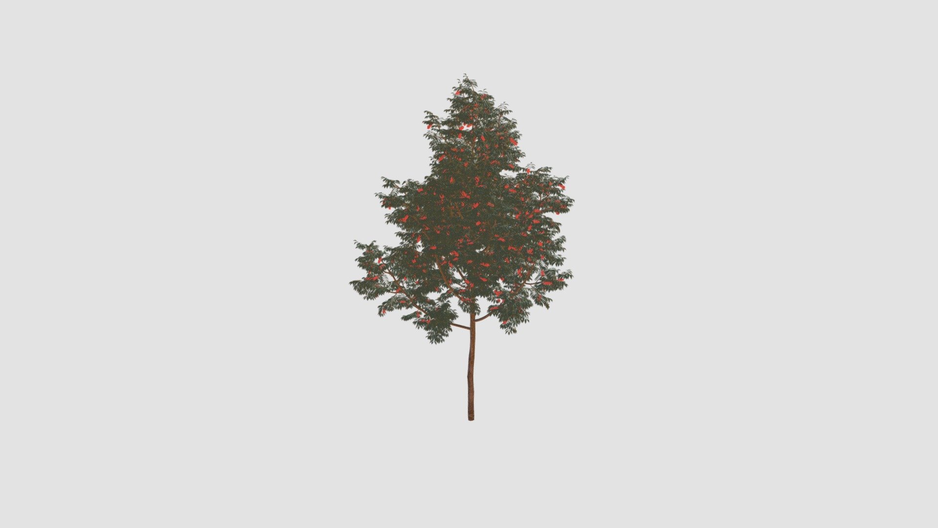 tree - Buy Royalty Free 3D model by Evermotion [5e46ca6] - Sketchfab Store