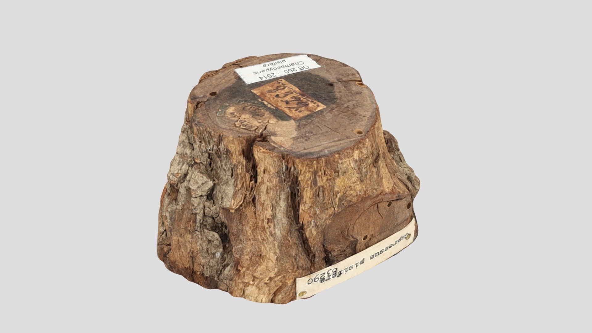 Wood Collection, Xylarium sample #13 - 3D model by SMA-UniGe [5e49f92 ...