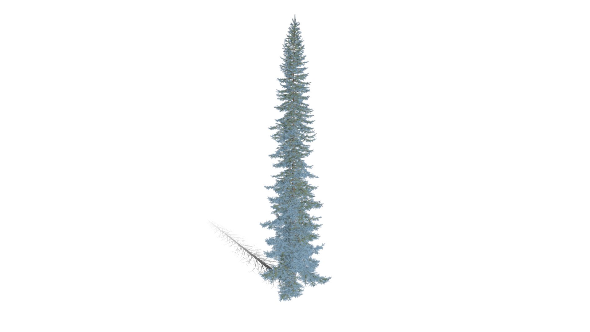 Realistic HD Colorado Blue spruce (5/43) - Download Free 3D model by ...
