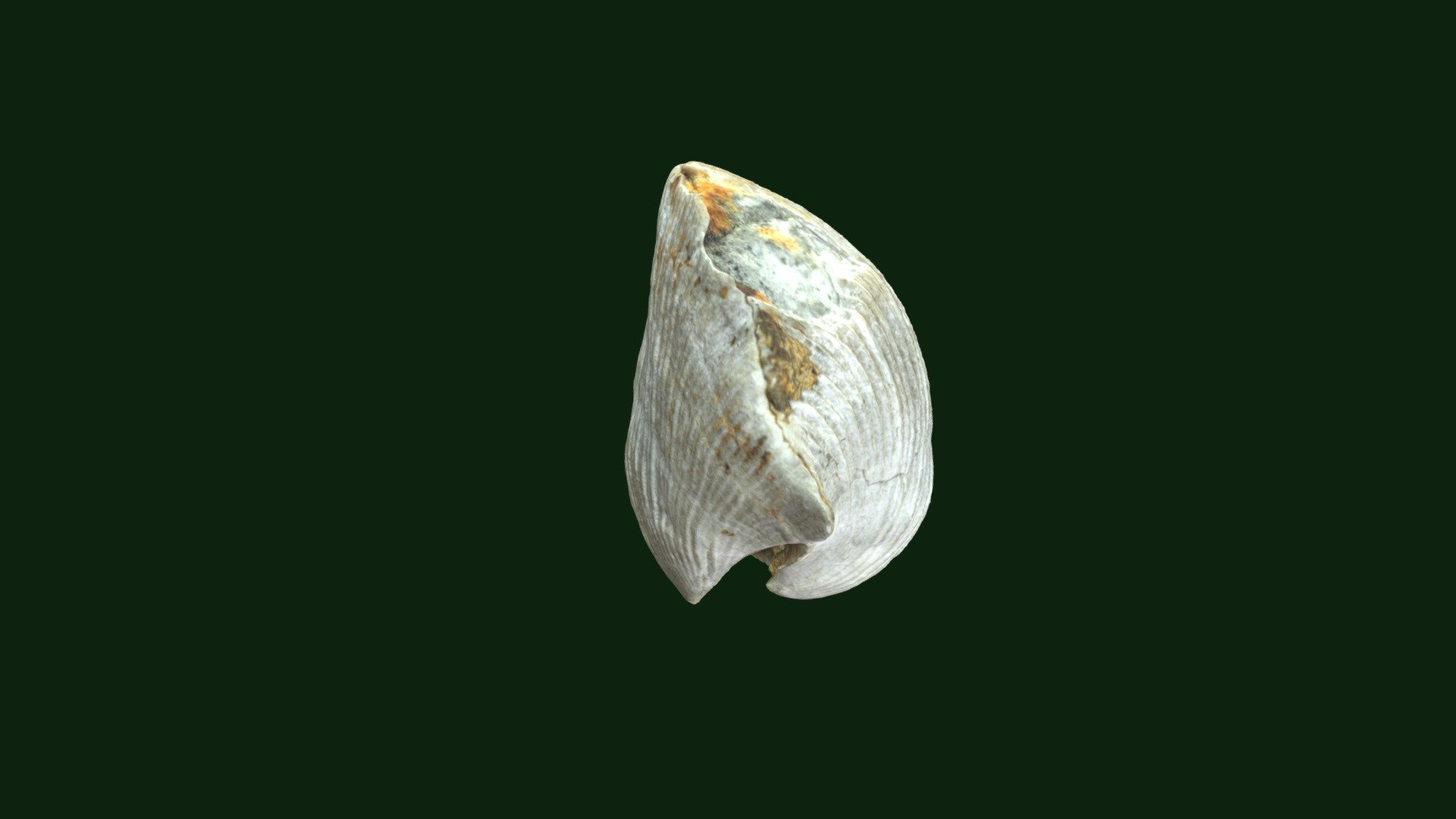 Hebertella sinuata (Brachiopod) - Download Free 3D model by Shellie ...