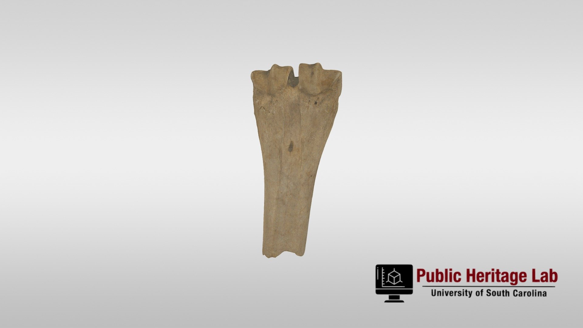 Hampton Plantation: Large Animal Bone - 3D model by UofSC Public ...