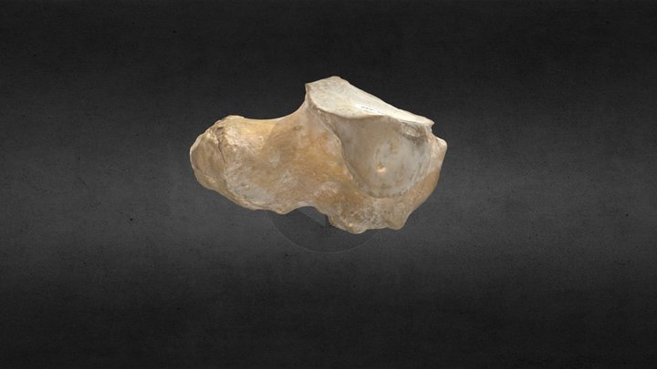 Calcaneus 3D models - Sketchfab