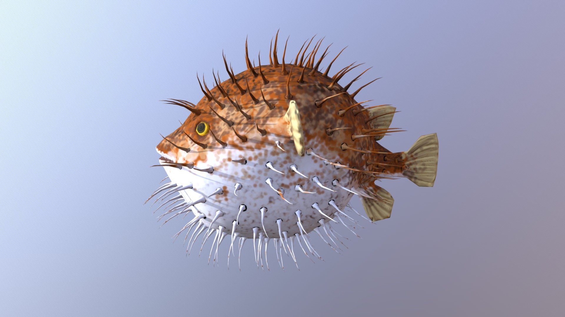 Blowfish - Buy Royalty Free 3D model by 3dlowpoly [5e77fc5] - Sketchfab ...