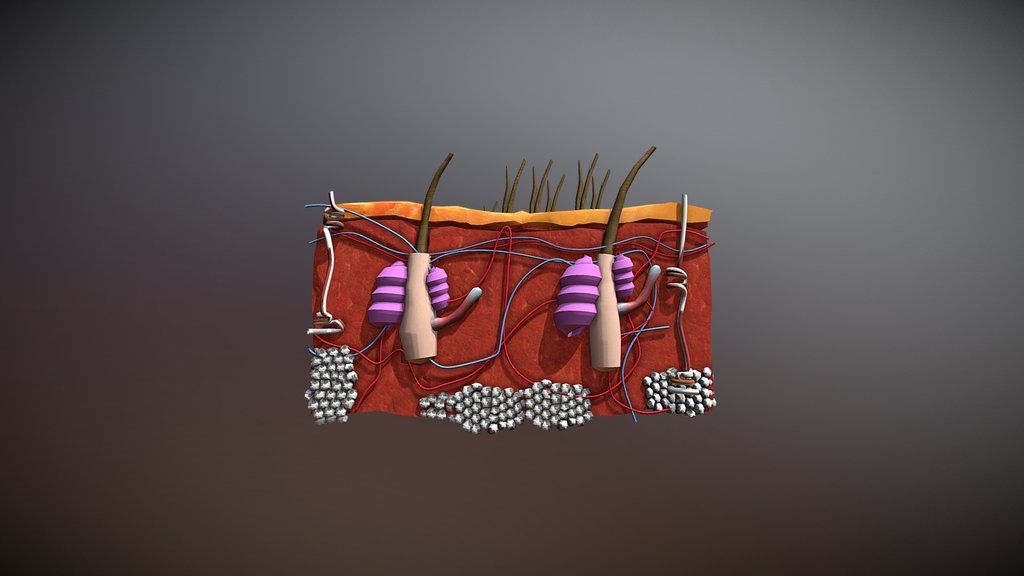 PIEL - A 3D model collection by poncedeleonestudios6 - Sketchfab