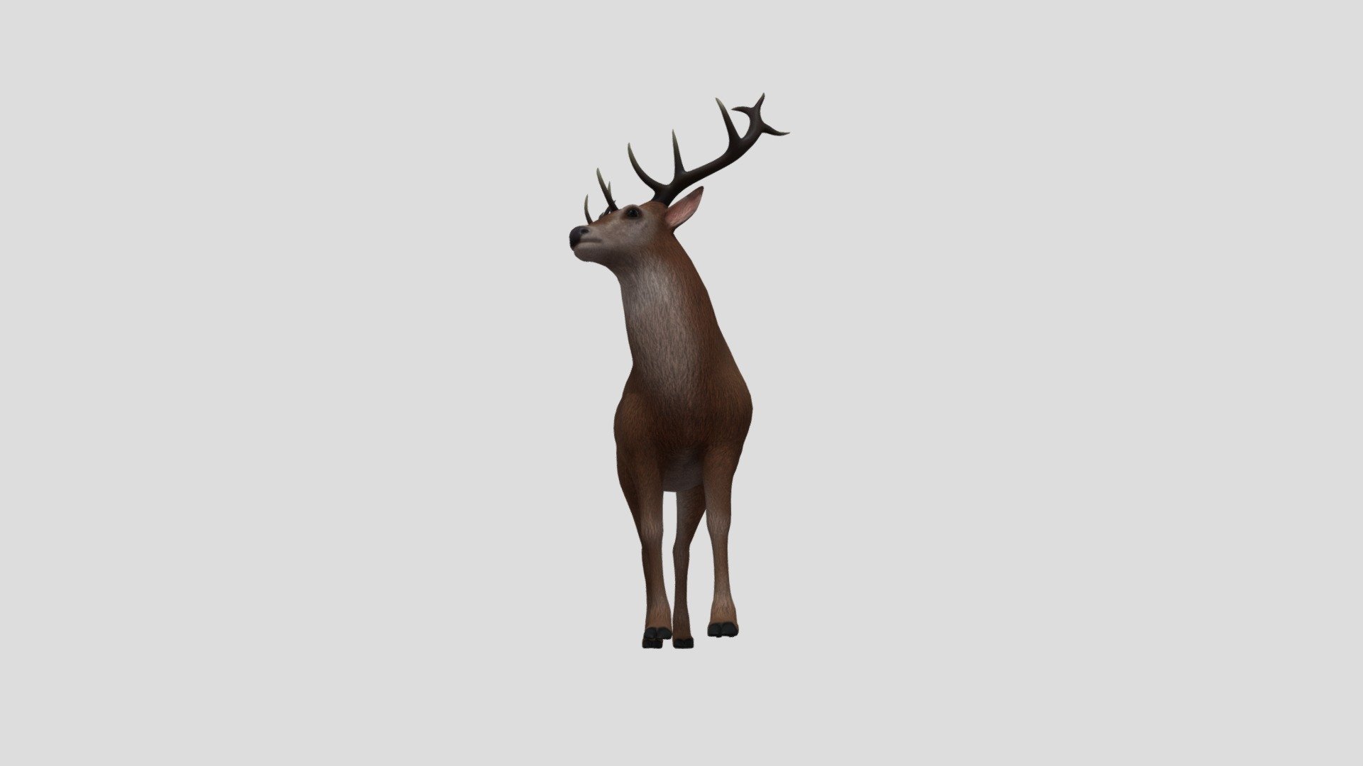 Hewan Rusa - 3D model by helmelyaputri [5e897fb] - Sketchfab