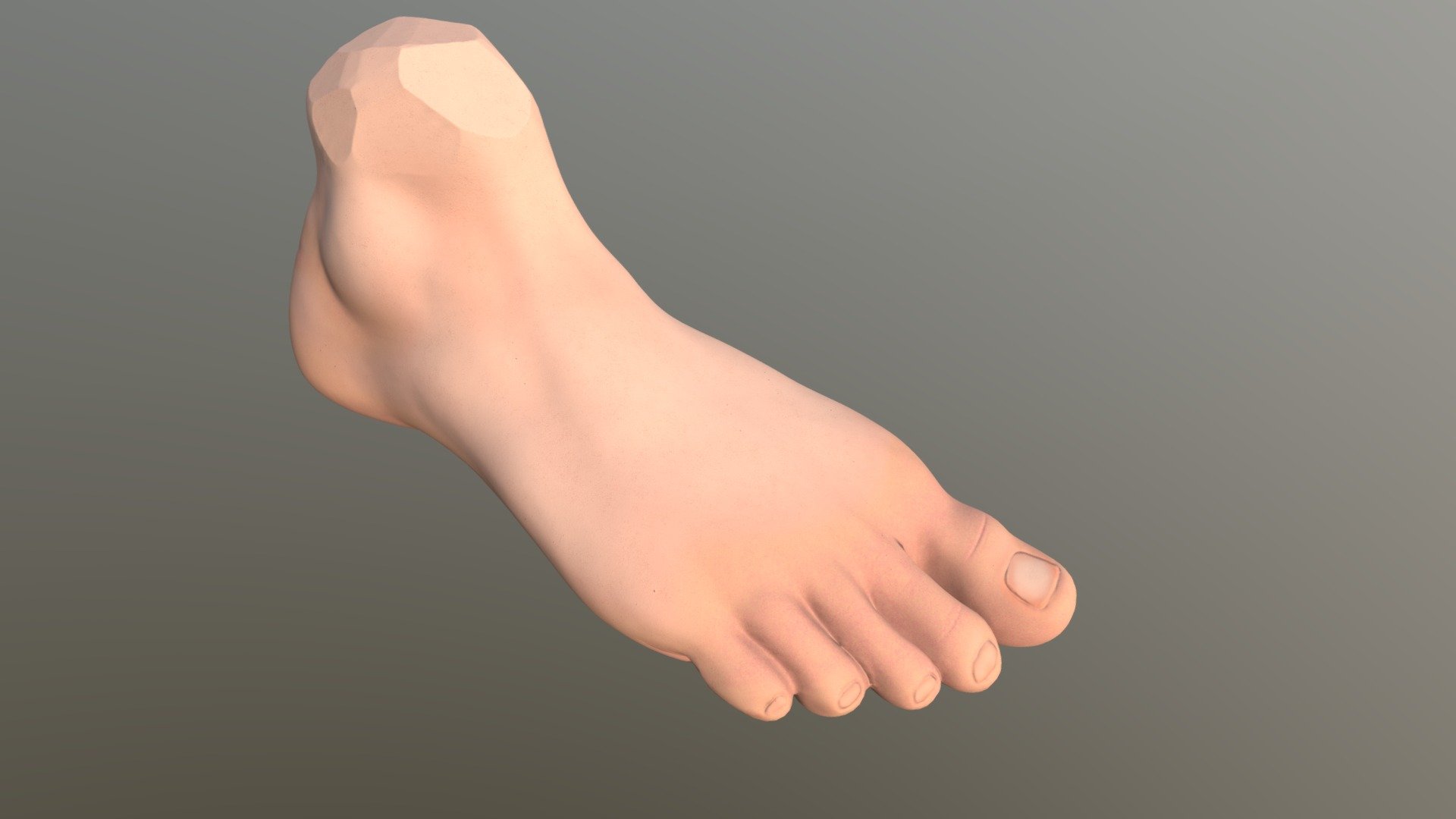 Foot Anatomy Study - 3D model by FlorenceCrawshaw [5e8af84] - Sketchfab