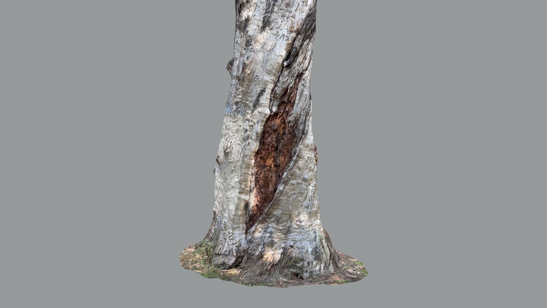 Old Tree - Download Free 3D model by Jimmy Gunawan (@jimmygunawan ...