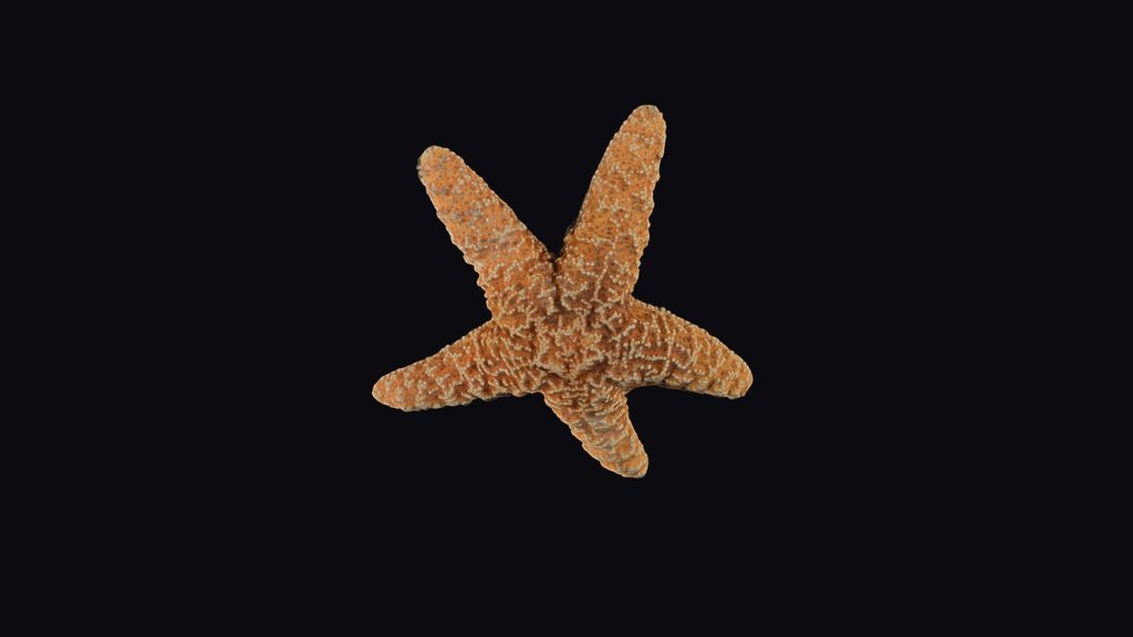Starfish - 3D model by ARC-3D -- Peter Fried (@ARC-3D) [5e8c199 ...