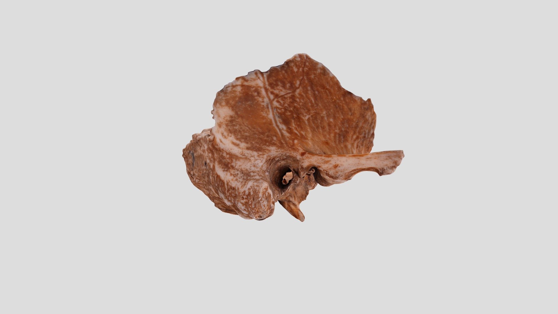 Temporal bone (right) - 3D model by kucharm [5e8cbf5] - Sketchfab
