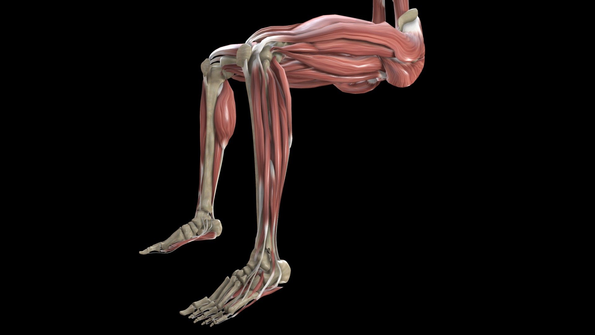 Foot & Ankle - External Rotation: Female - 3D model by IU Indianapolis ...