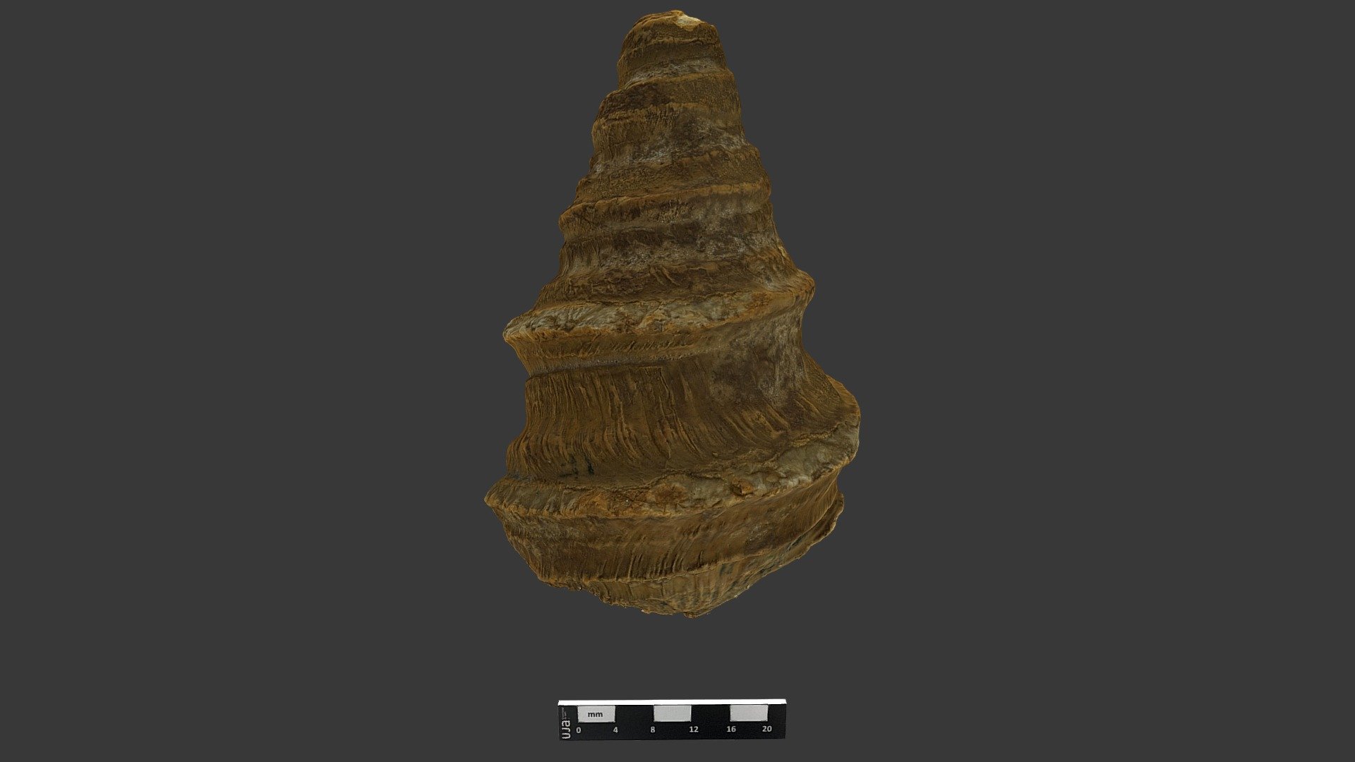 Nerinea utrillasi (Castellón) - 3D model by PALEOV-UJA [5e9ea88 ...