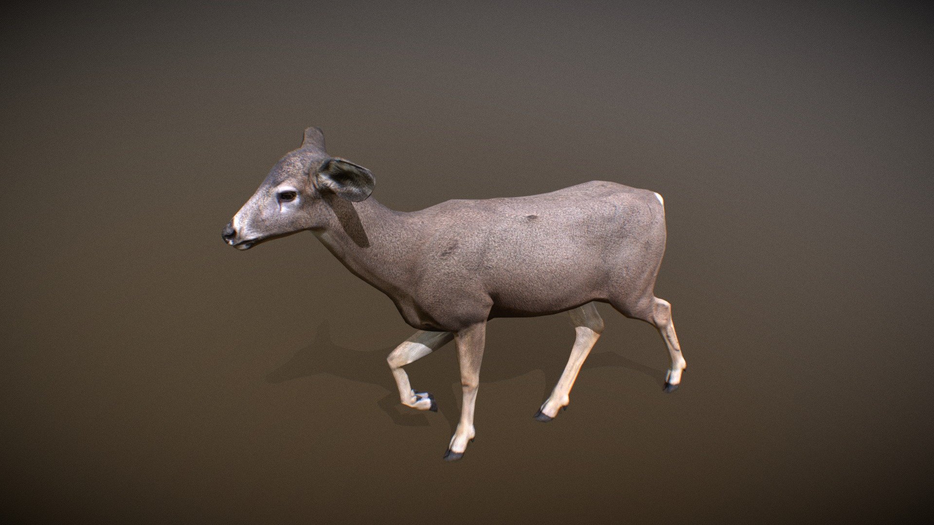 Animalia - Mule Deer (female) - 3D model by GiM (@GamesInMotion ...