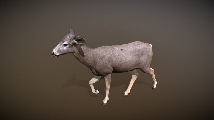 Mule-deer 3D models - Sketchfab