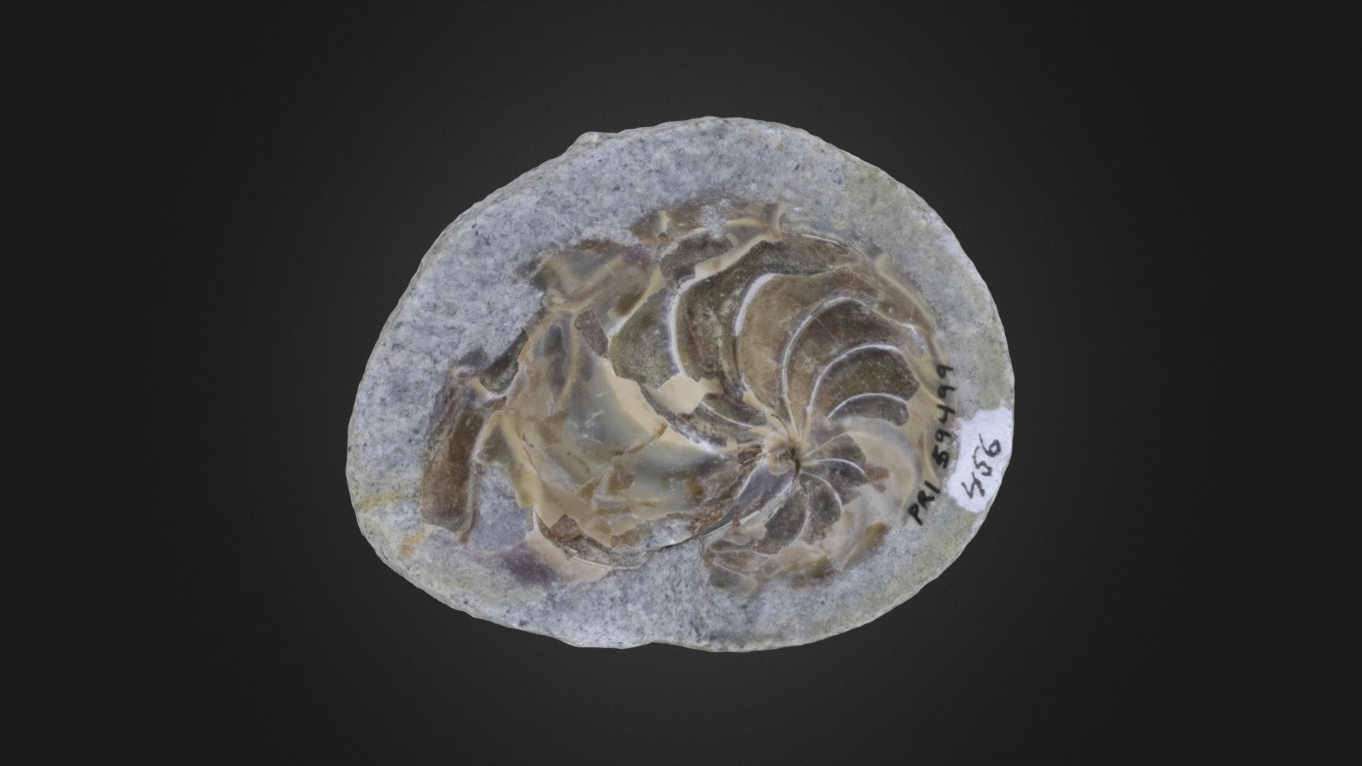 Cephalopod: Aturia quartinoi (PRI 59499) - Download Free 3D model by ...