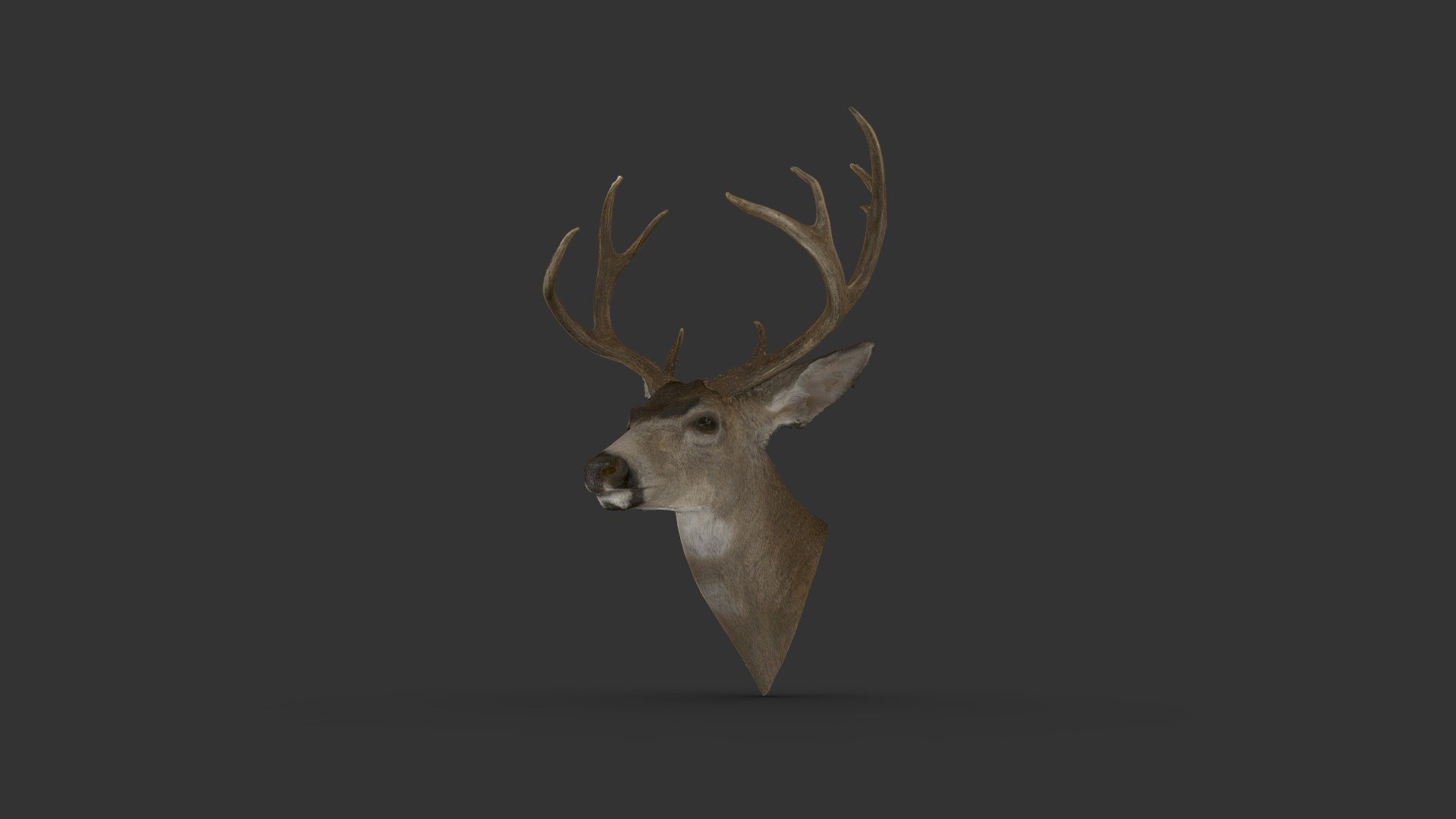 Blacktail - 3D model by russellagraves [5ead52c] - Sketchfab