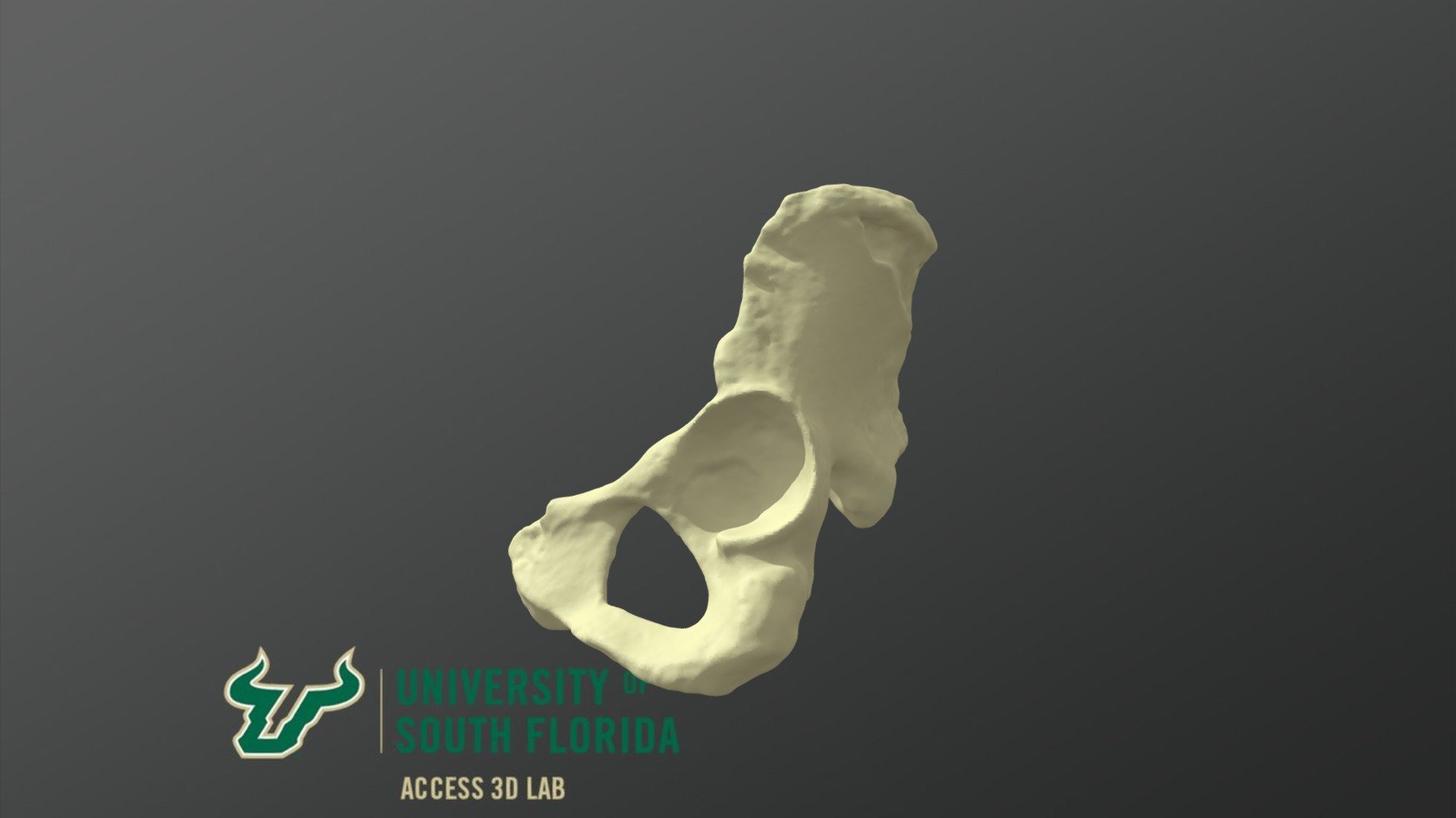 Left Os Coxae (T) - 3D model by access3d [5eb59eb] - Sketchfab