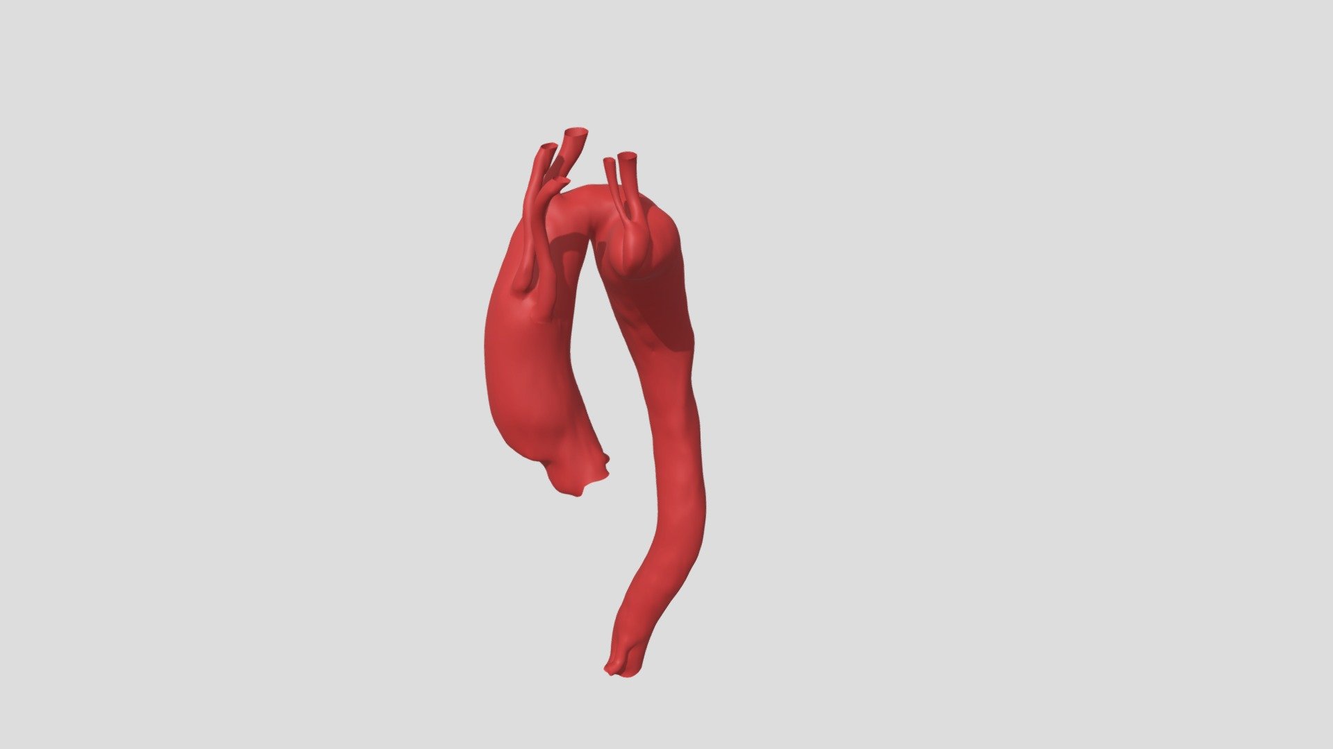 A16BC26022021_AORTA_rev01 - Download Free 3D model by 3Dsurgery ...