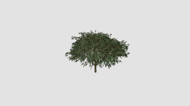 Rhus 3D models - Sketchfab