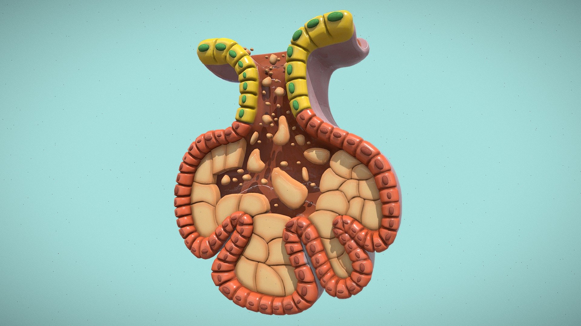 Sebaceous gland - 3D model by arloopa [5ec31c6] - Sketchfab