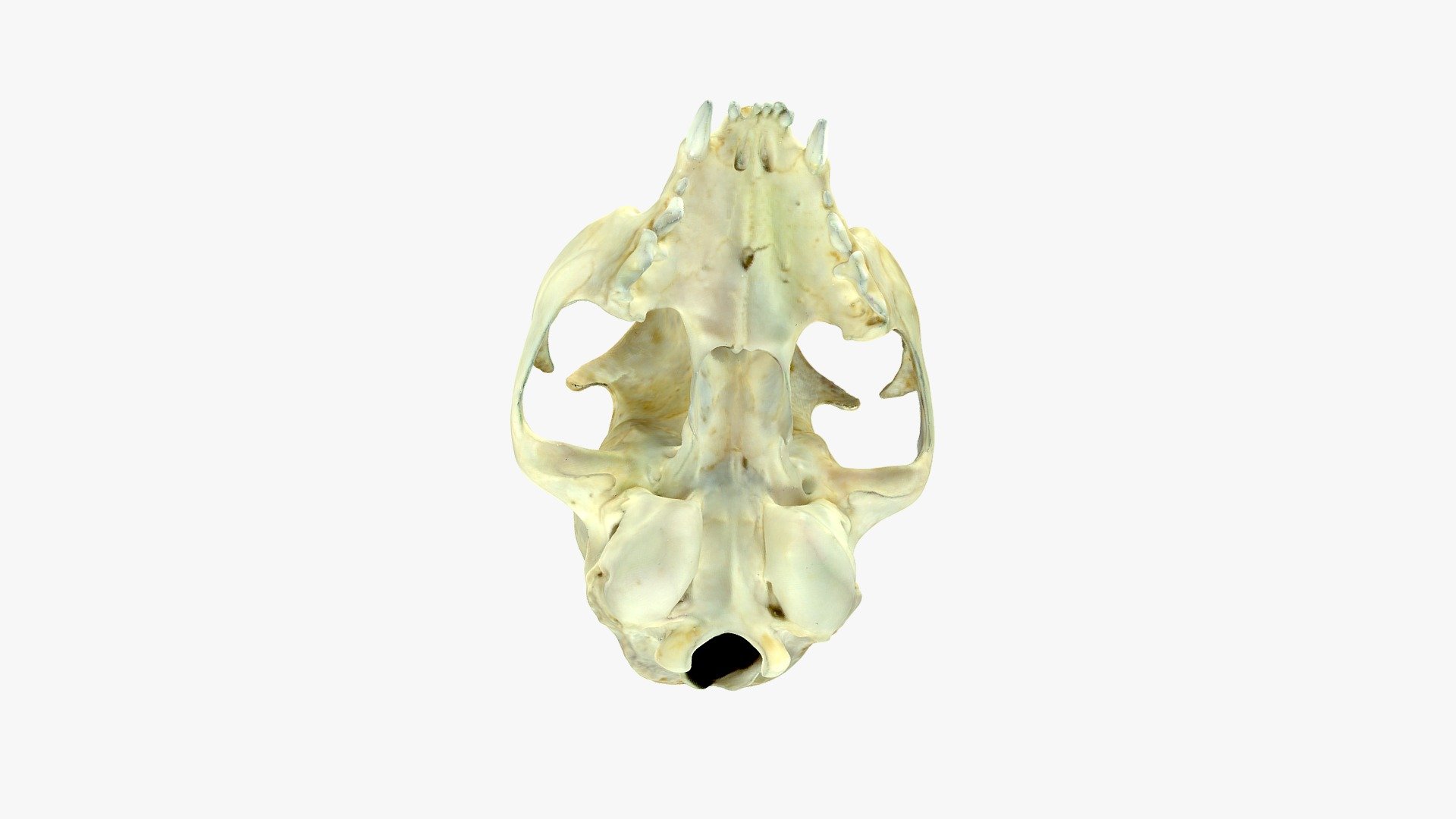 Feline Cranium - 3D model by rvcanatomy [5ec91b6] - Sketchfab