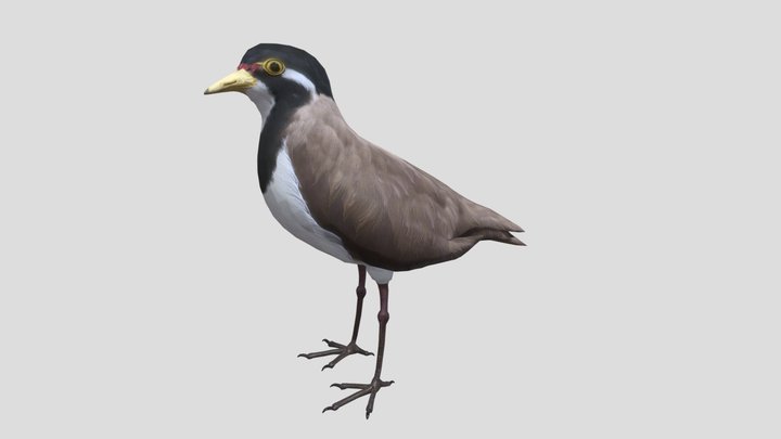 Lapwing 3D models - Sketchfab