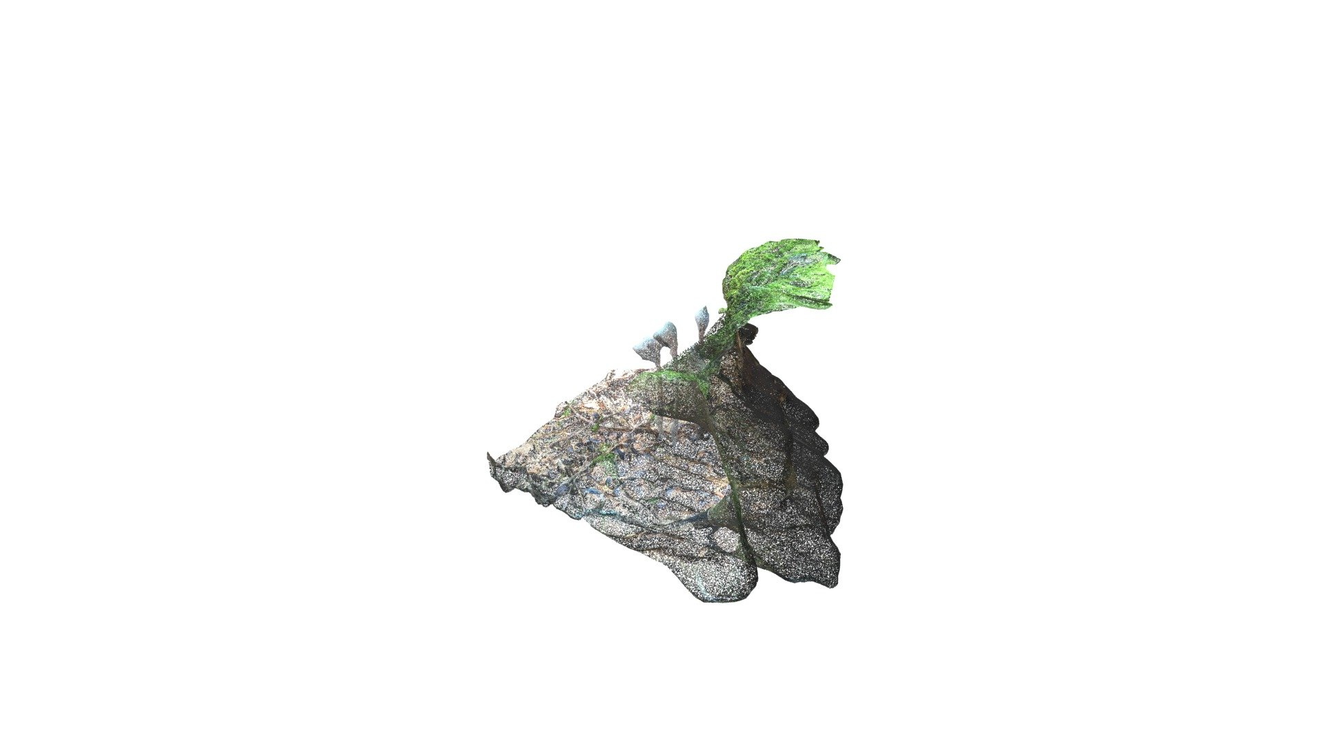 Ghost Pipe - 3D model by lexelina [5ed302f] - Sketchfab