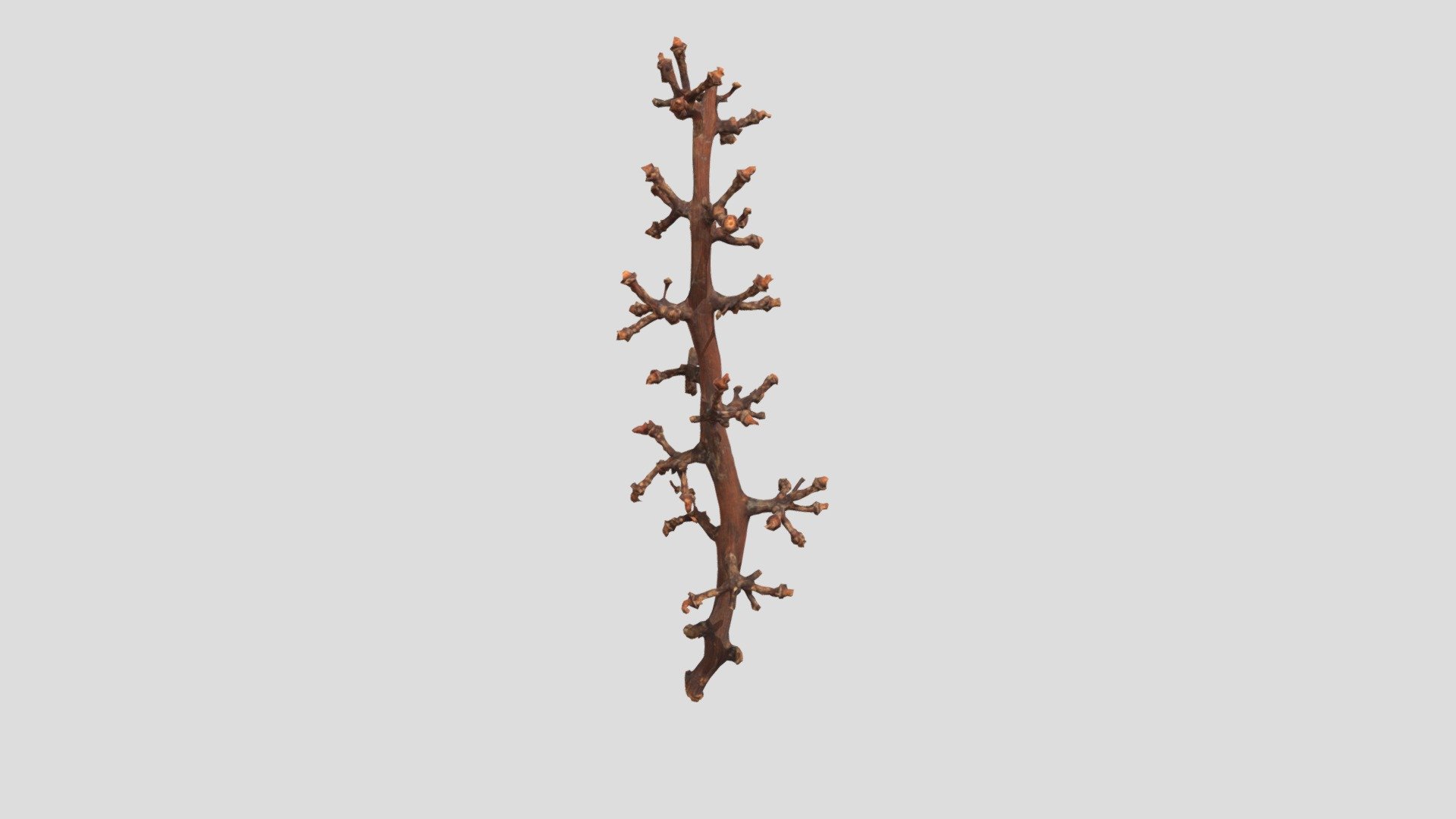Grape Stem - Download Free 3D model by Second Studio (@kayaaku ...