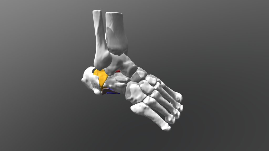 lower extremity - A 3D model collection by mtschuhclark (@mtschuh ...