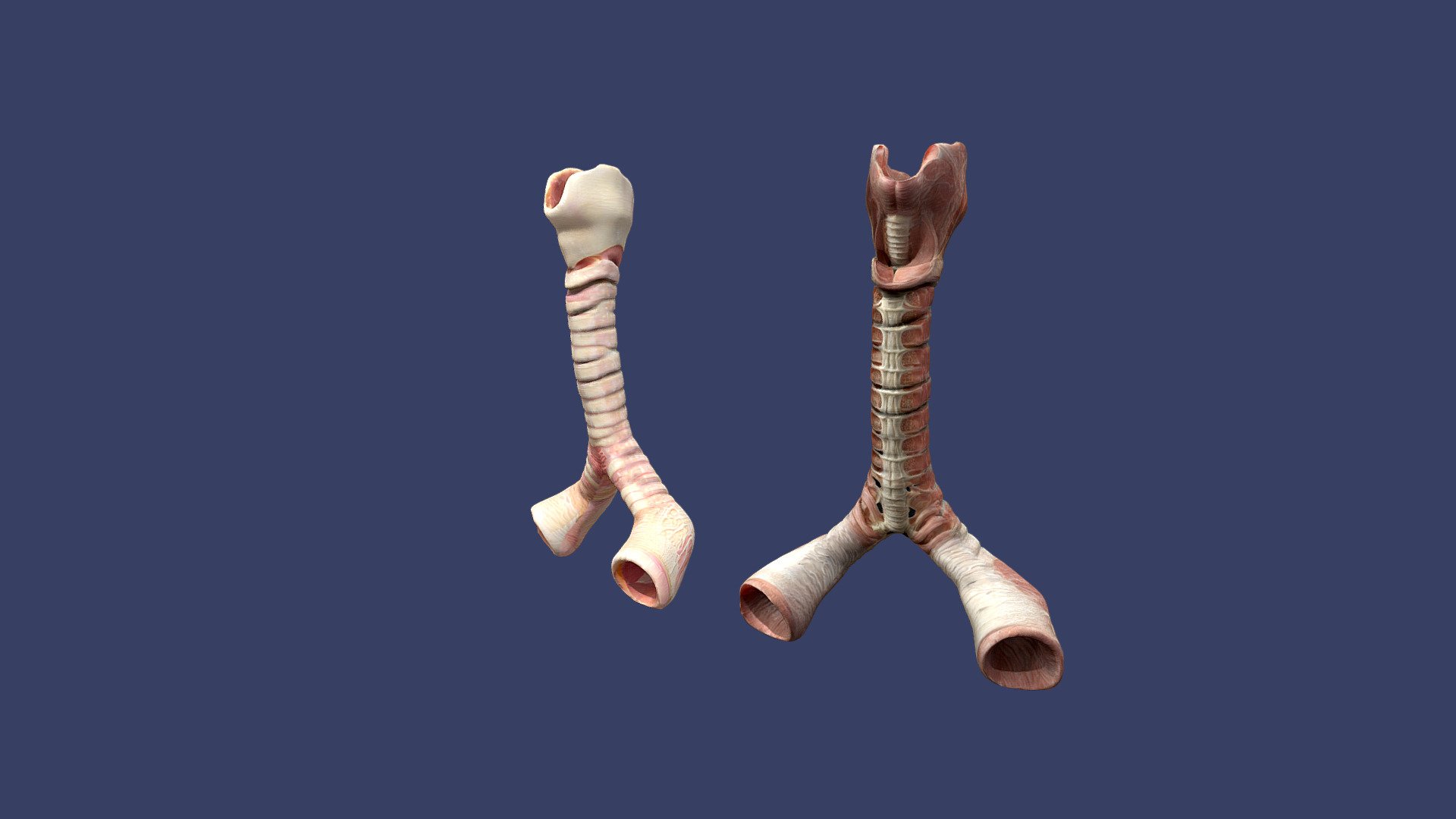 Trachea and Bronchi with Breathing Animation - 3D model by flarar-02 ...